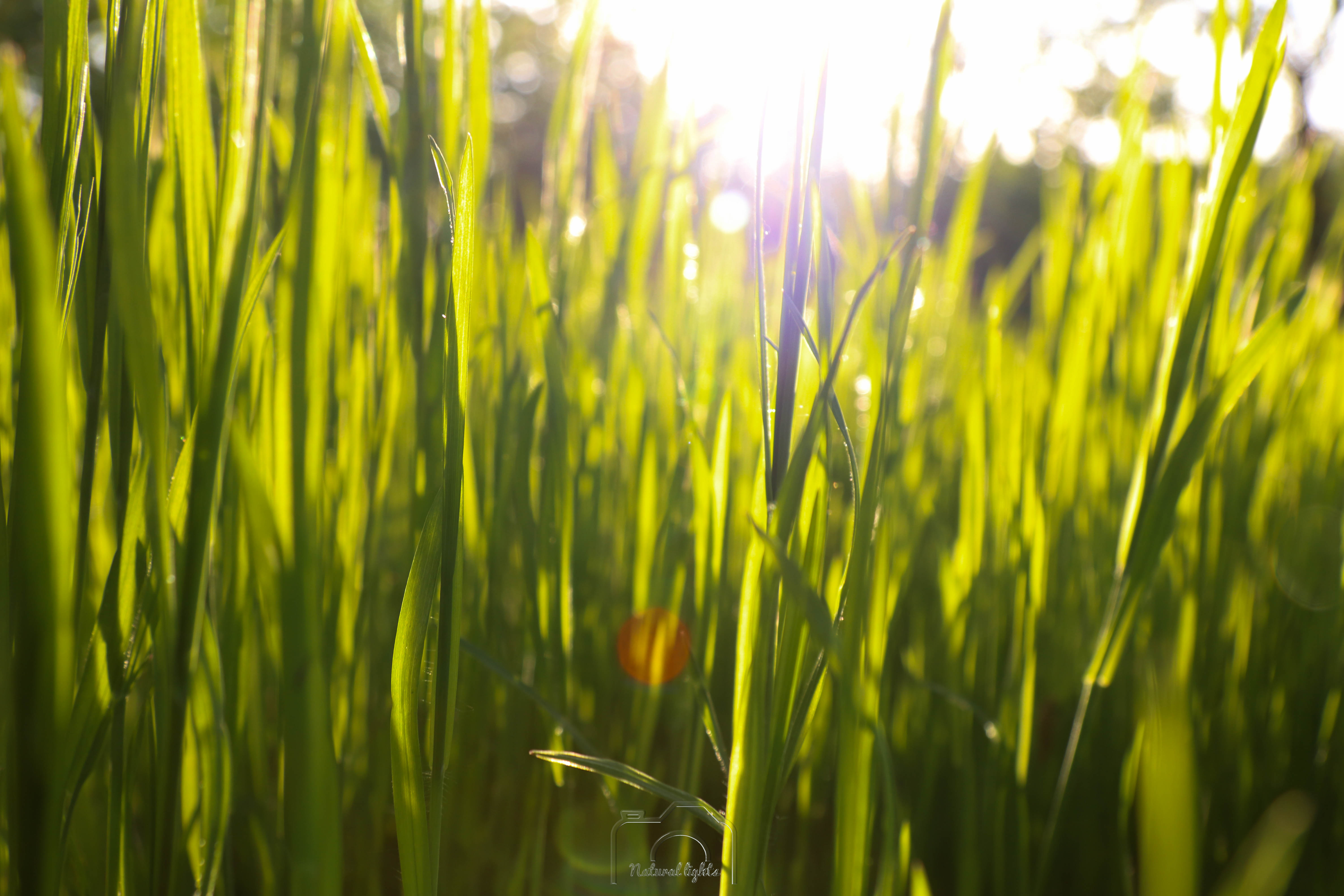 Natural Lights